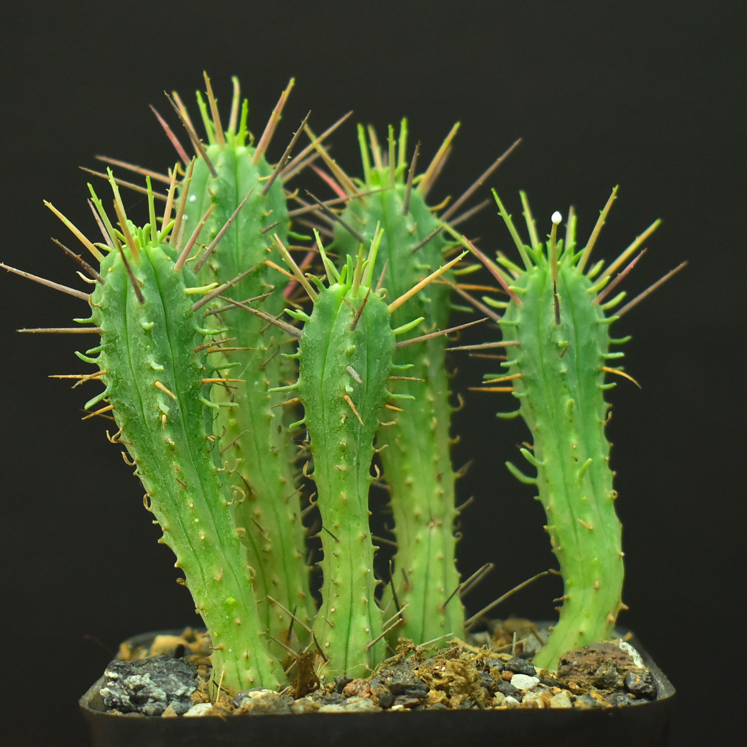Euphorbia ferox hybrid - India's #1 Online Garden Store | Buy Cactus ...