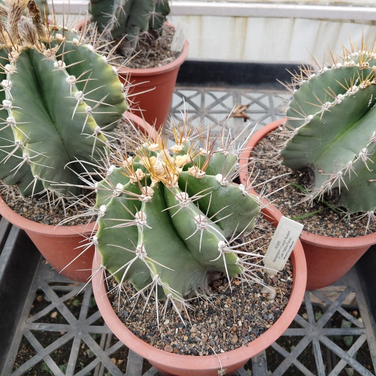 Ornatum Nudum Seeds – Native Form Smooth-Ribbed Cactus - Shop - Plantae ...