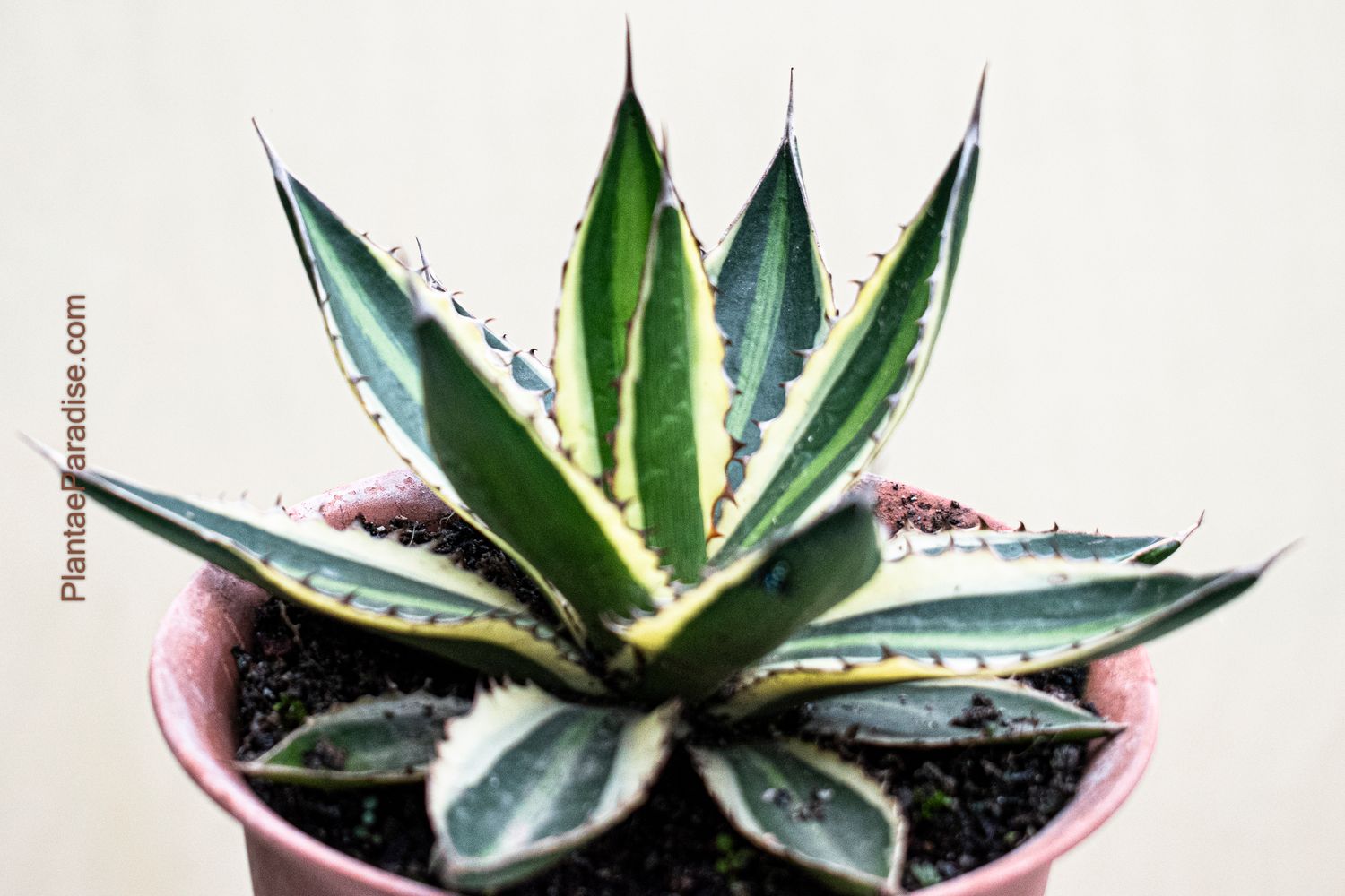 Agave lophantha Super White - Shop - Plantae Paradise