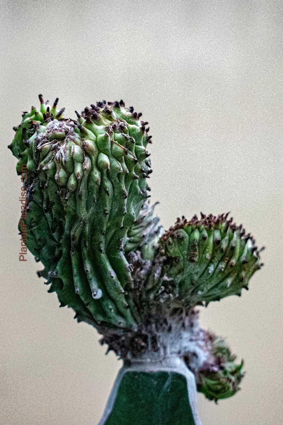 Euphorbia enopla Crest - Shop - Plantae Paradise