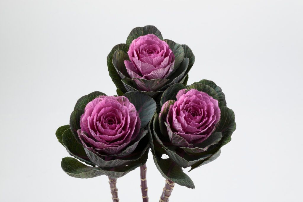 Flowering Cabbage F1 Condor Red 1k Sakata - India's #1 Online Garden ...