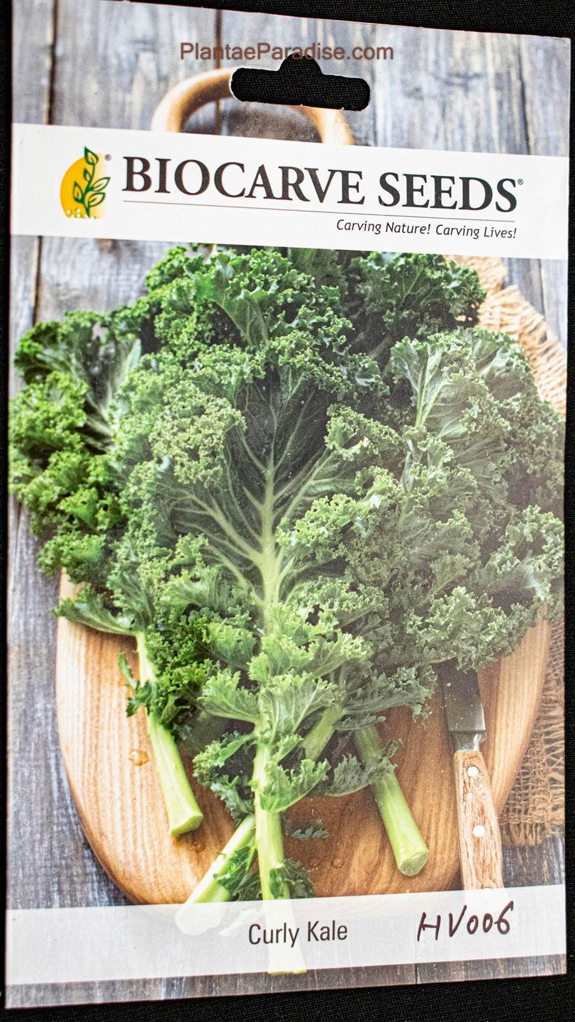 Curly Kale - Shop - Plantae Paradise