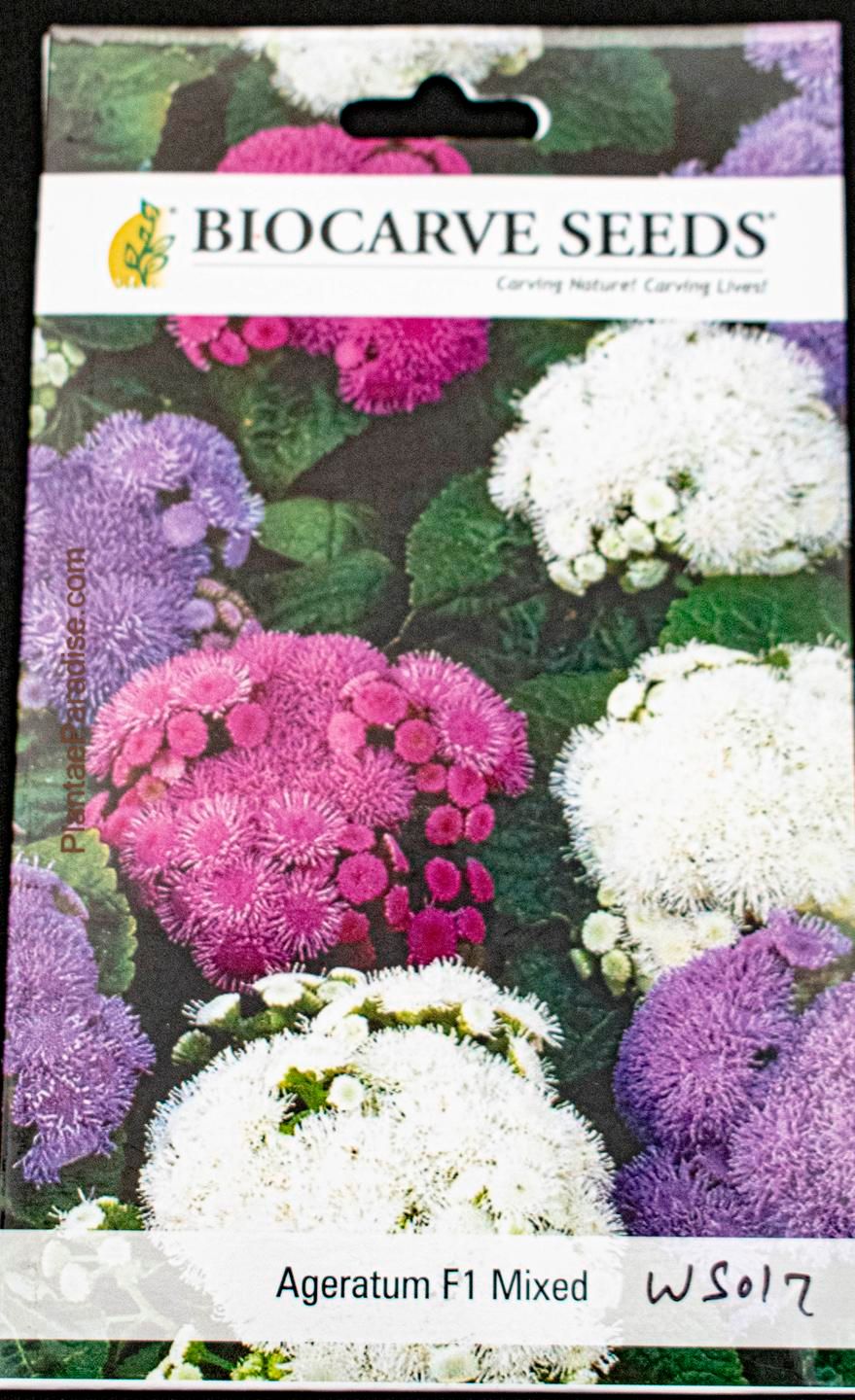 Ageratum ‘Ball Mixed’ Seeds – Fluffy Winter Blooms for Garden Beds ...