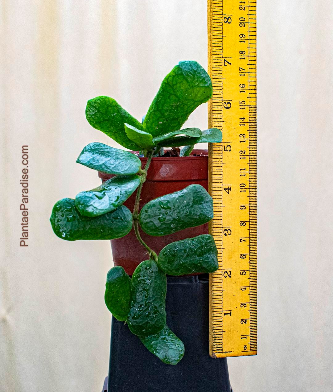 Shop Hoya rotundiflora – Square-Leaf Hoya With Round White Blooms ...