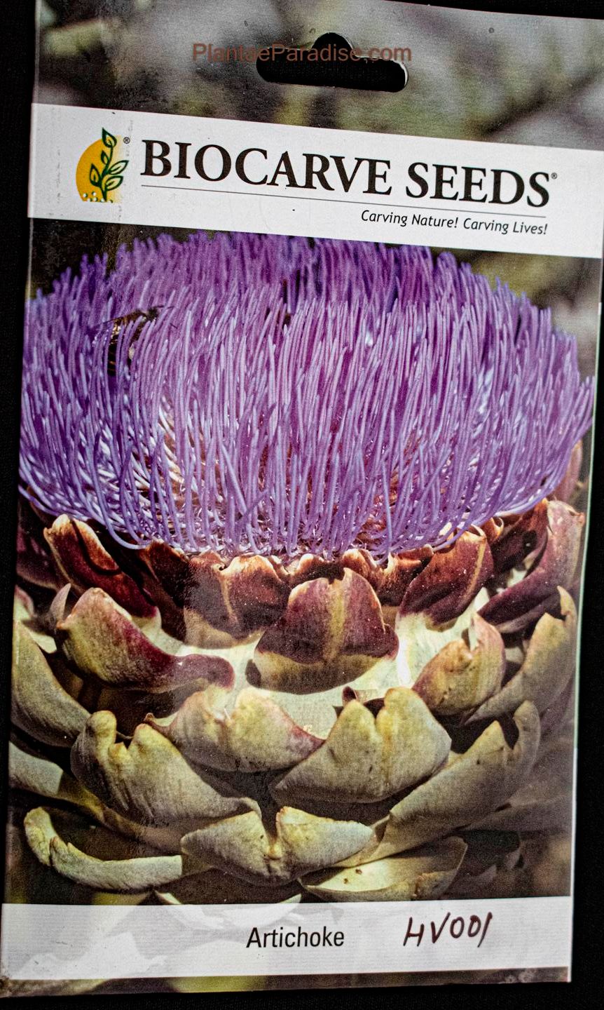 Artichoke Seeds – Nutritious Mediterranean Flower Buds - Shop - Plantae ...