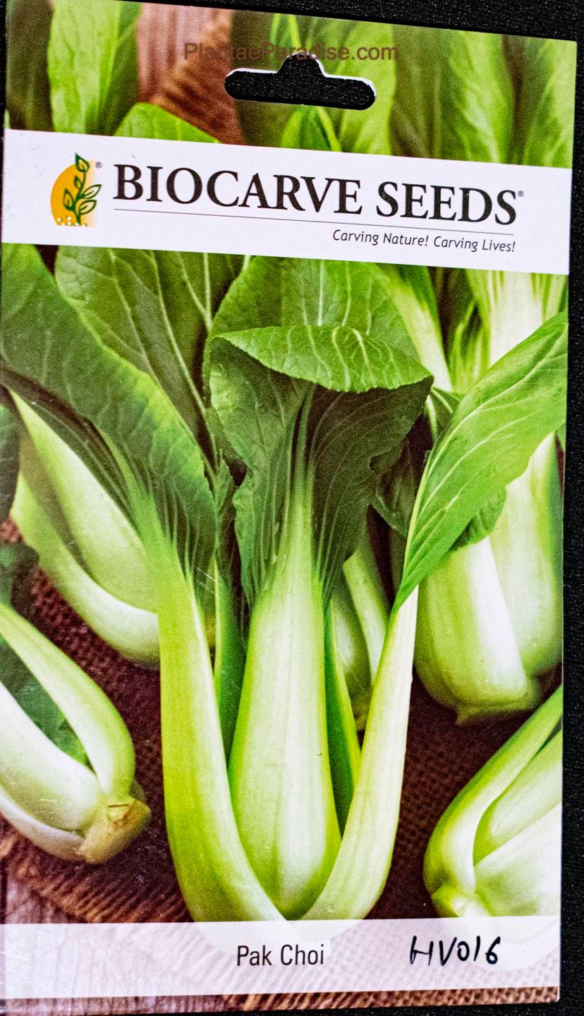 Pak Choi Seeds – Crisp Asian Greens for Stir-Fries - Shop - Plantae ...