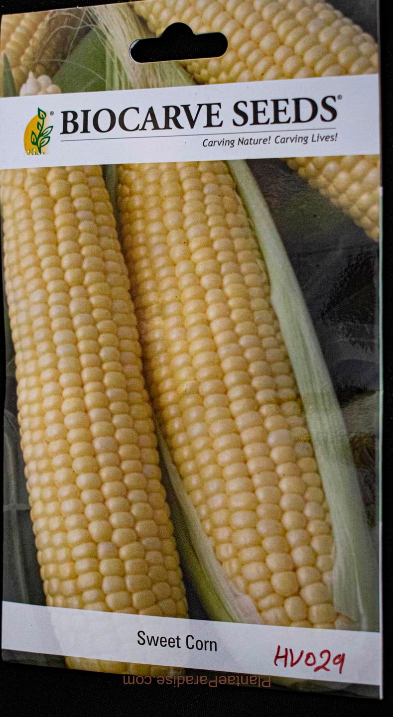 KGP- Sweet Corn - Shop - Plantae Paradise