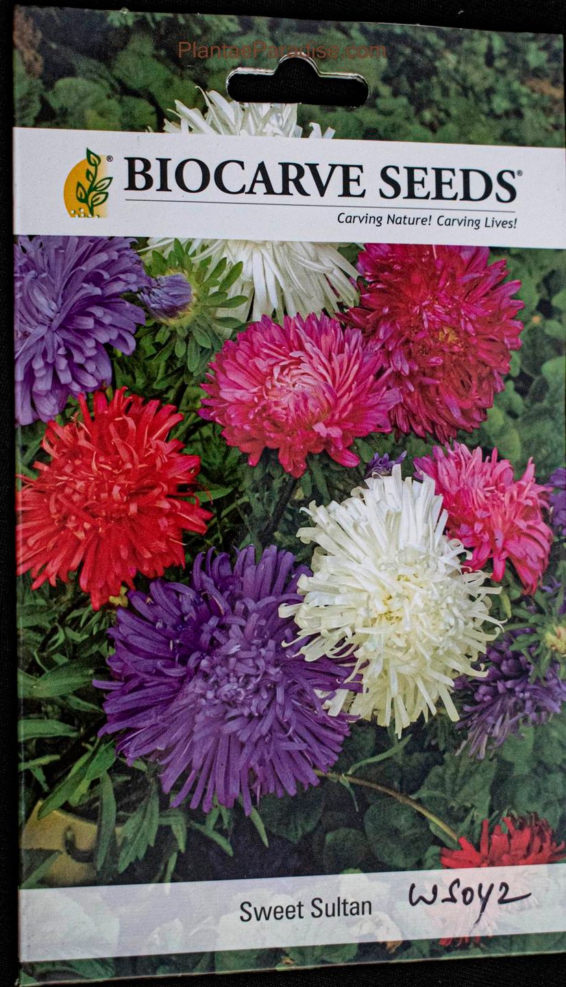 KGP- Sweet Sultan Mix - Shop - Plantae Paradise