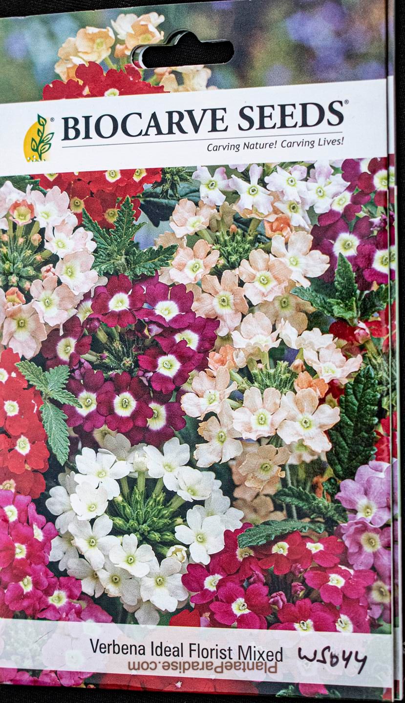 Verbena Mix Seeds – Long-Blooming Colorful Flowers - Shop - Plantae ...