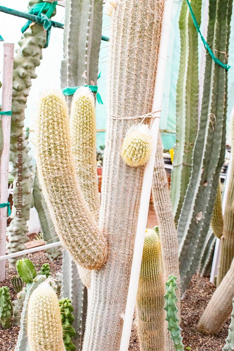 Espostoa - Shop - Plantae Paradise