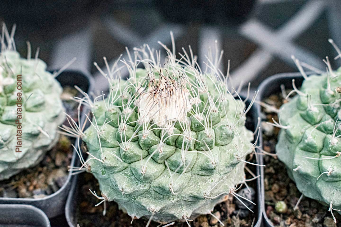 Strombocactus - Shop - Plantae Paradise