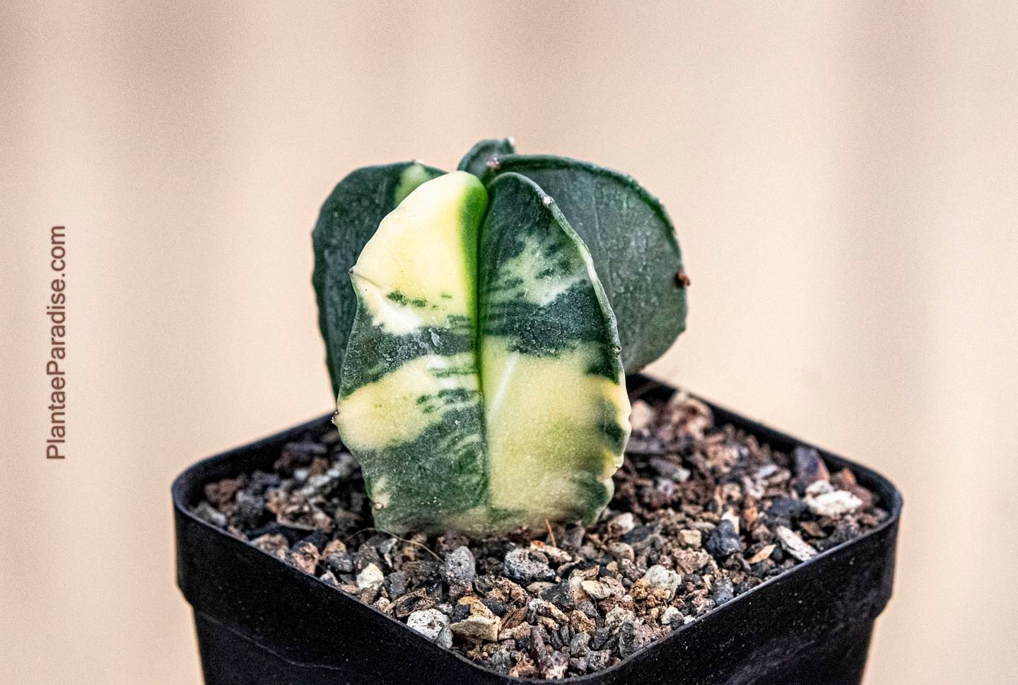 Astrophytum myriostigma Variegated - Shop - Plantae Paradise