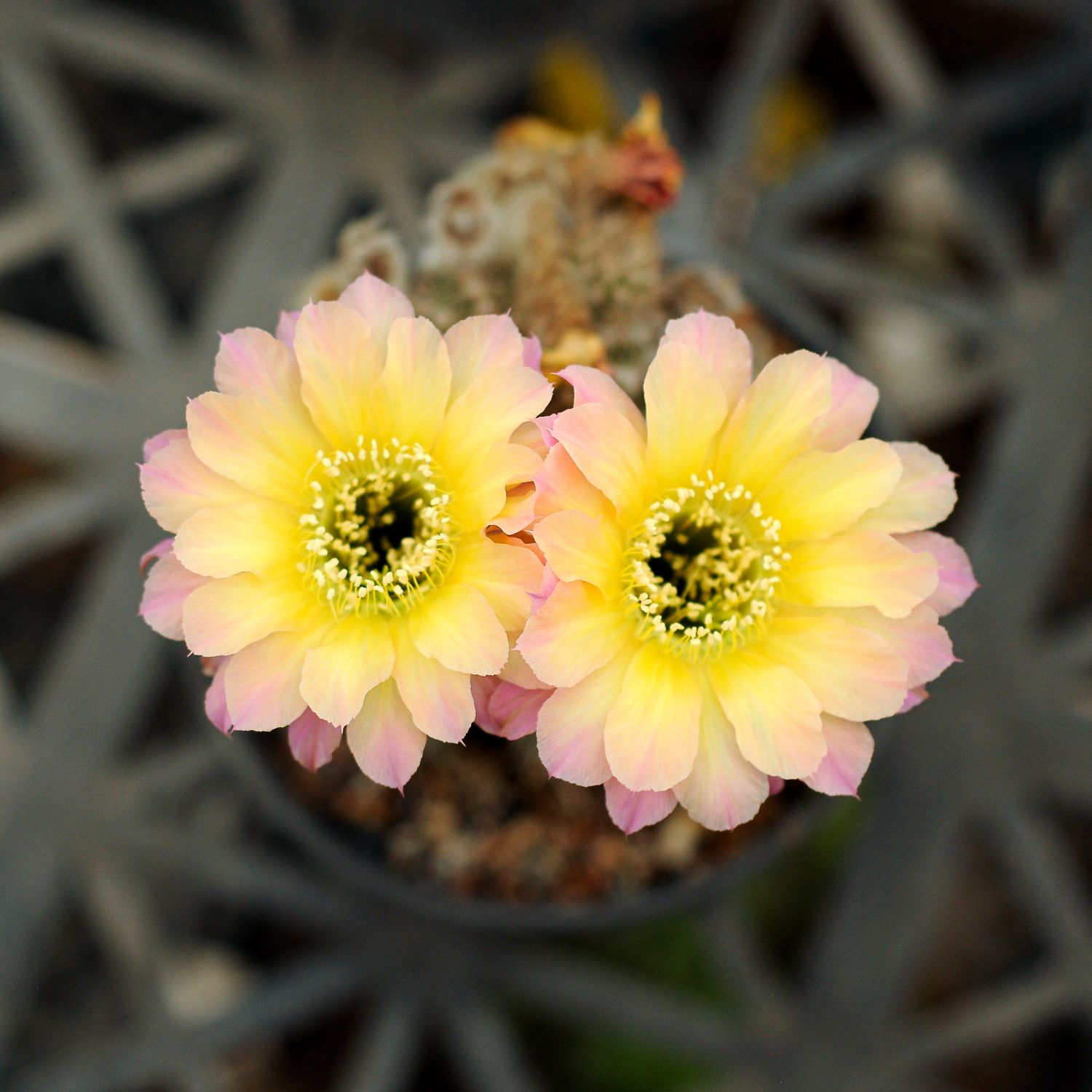 Lobivia hybrid Chica Fluorescente - Shop - Plantae Paradise