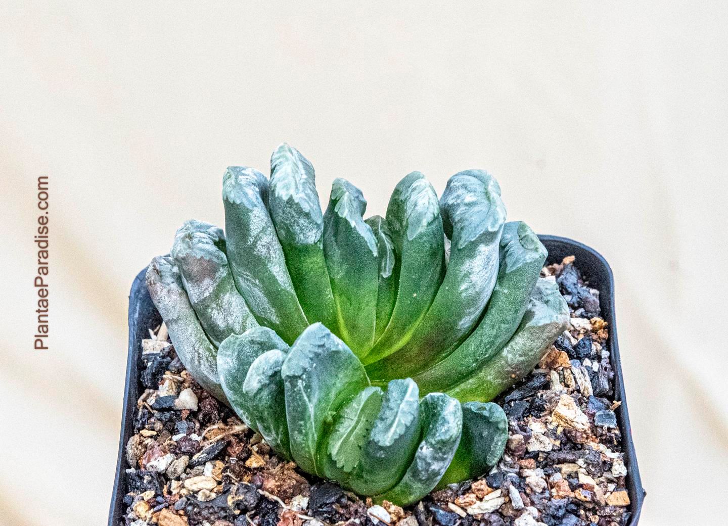 Haworthia truncata - Shop - Plantae Paradise