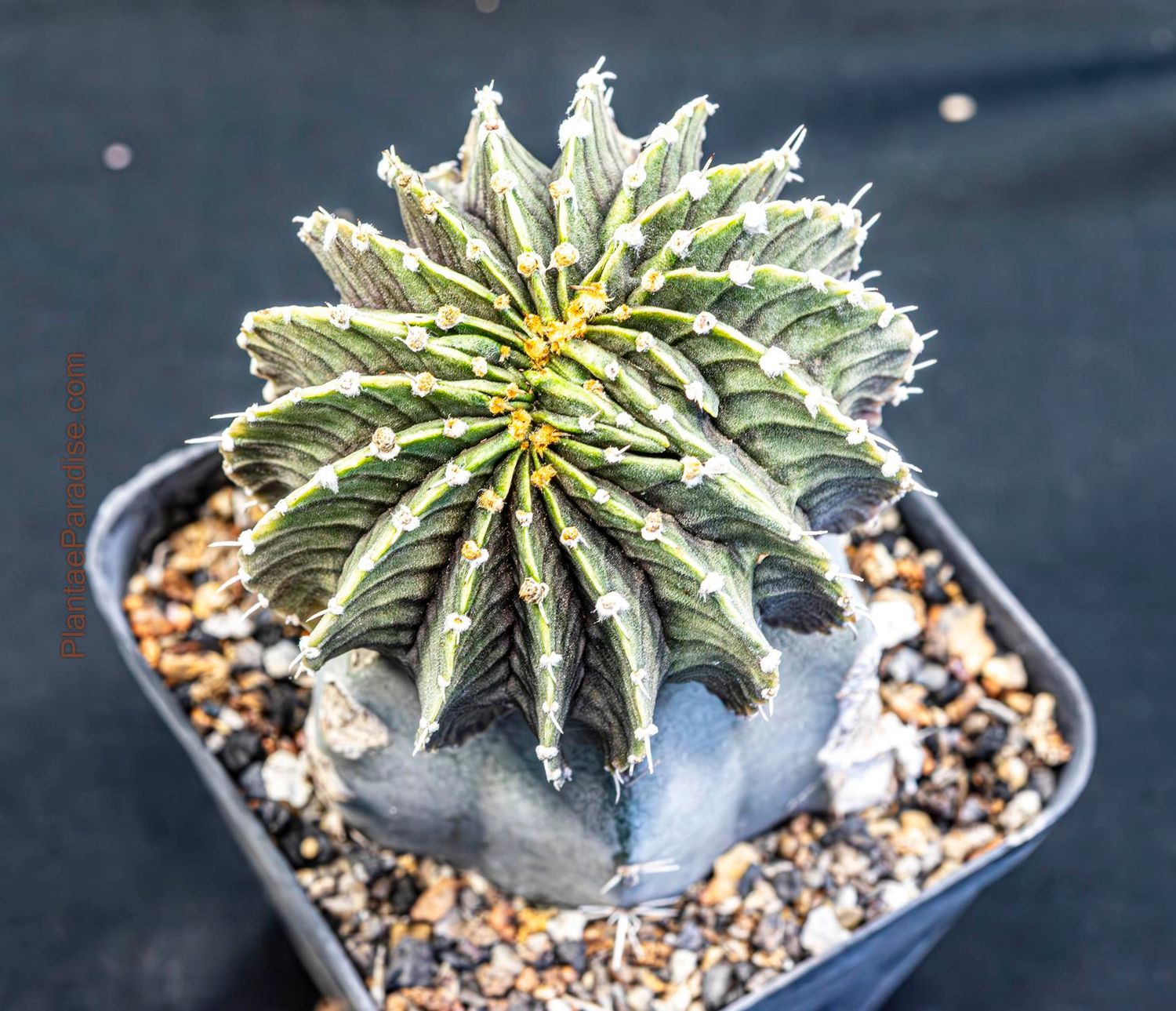 Gymnocalycium Friedrichii Lb 2178 ' Agua Dulce crest - Shop - Plantae Paradise