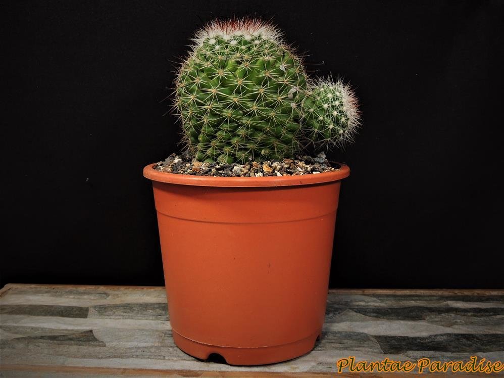 Euro Pot Terracotta Medium – Set of 15 Durable Pots - Shop - Plantae ...