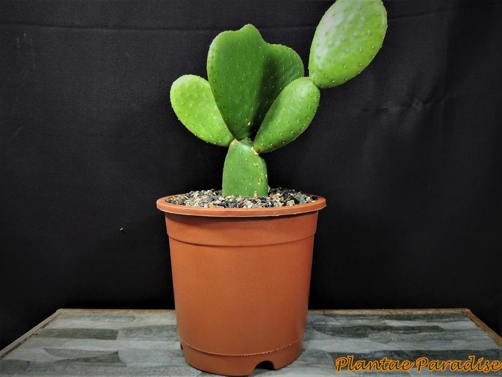 Euro Pot Terracotta XL – Set of 10 Wide Durable Pots - Shop - Plantae ...