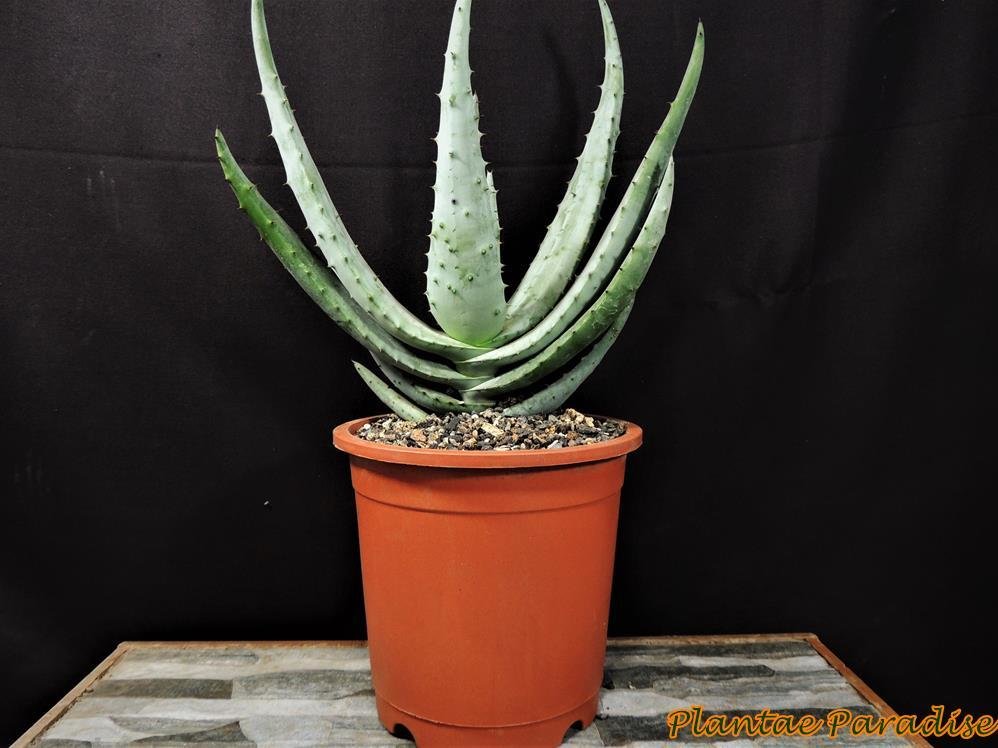 Euro Pot Terracotta XXL – Set of 10 Fade-Proof Planters - Shop ...