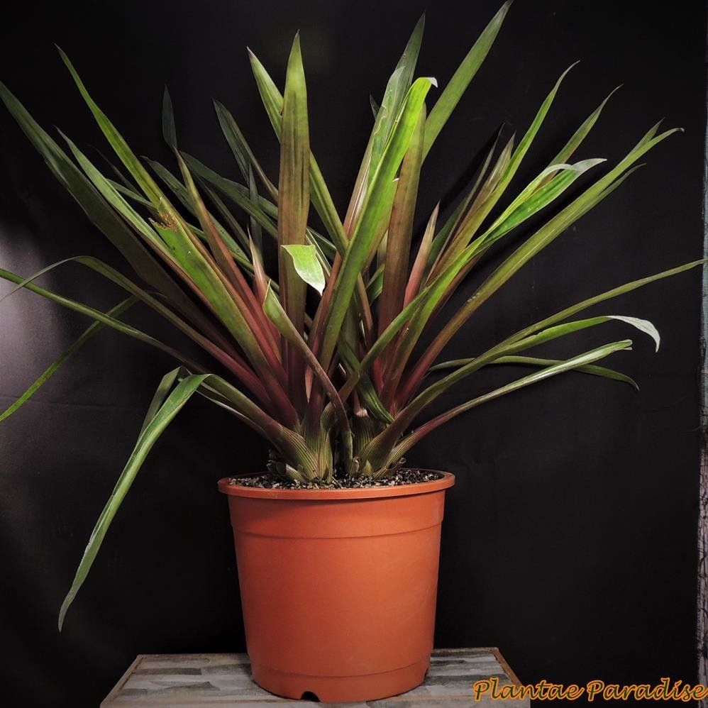 Euro Pot Terracotta Grand – Set of 5 Large UV Pots - Shop - Plantae ...