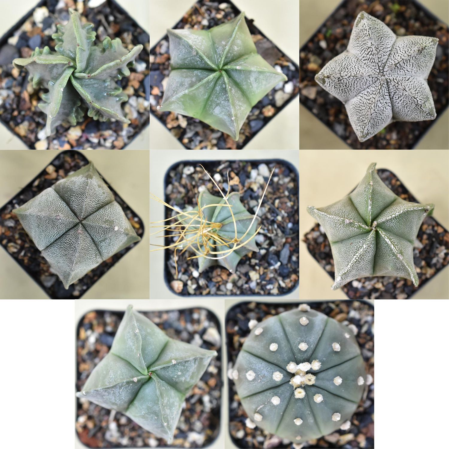 Buy Astrophytum Star Cactus Set | Exotic Cactus Combo - Shop - Plantae ...