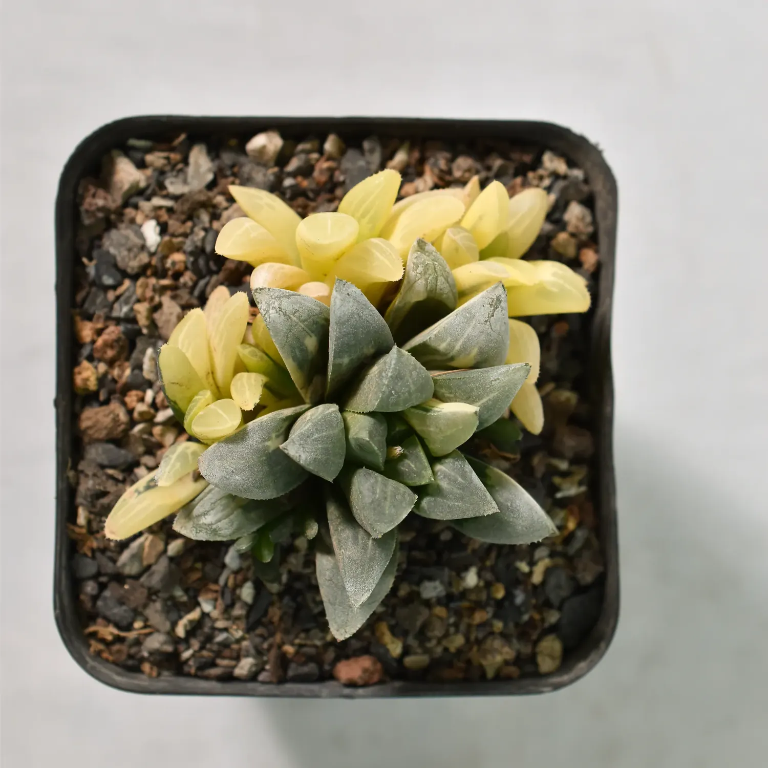 Haworthia retusa Variegated - Shop - Plantae Paradise