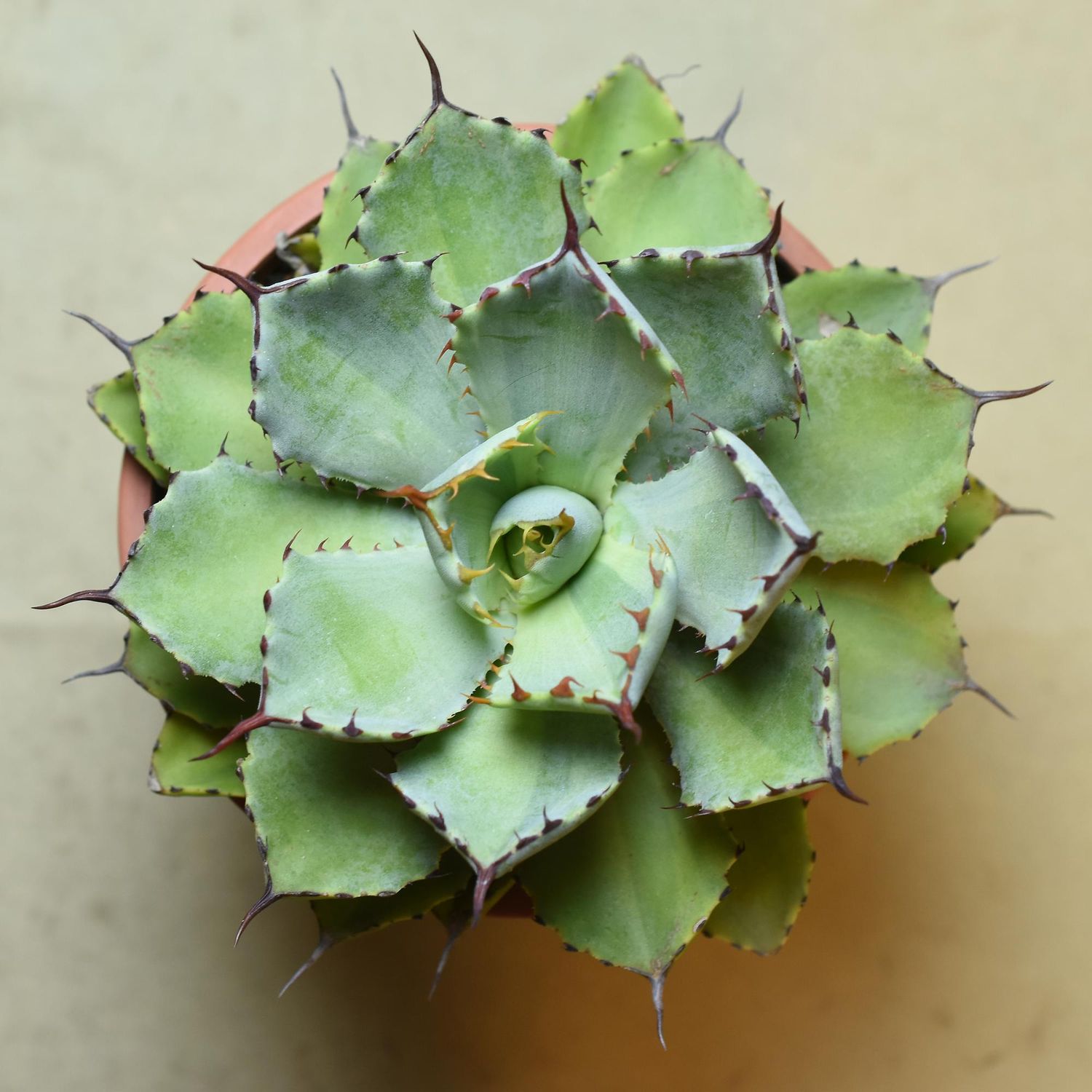 Agave Kissho Kan Lime Variegated - Shop - Plantae Paradise