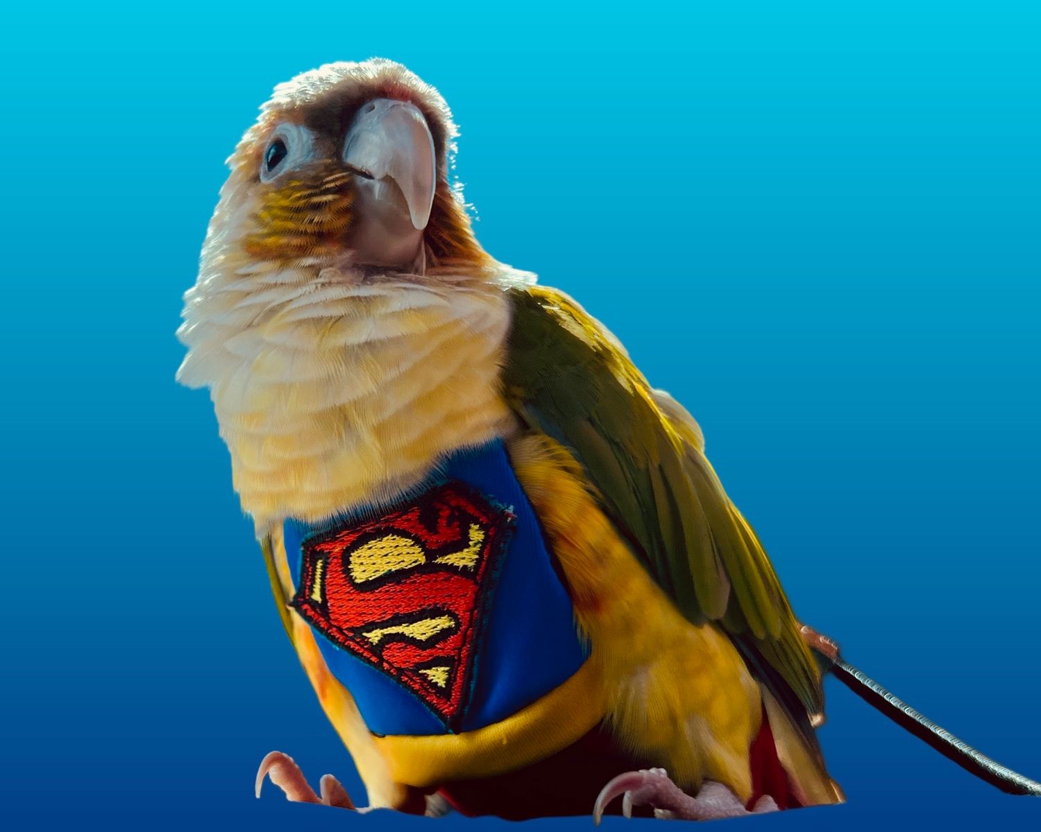 Flypers Bird Diapers