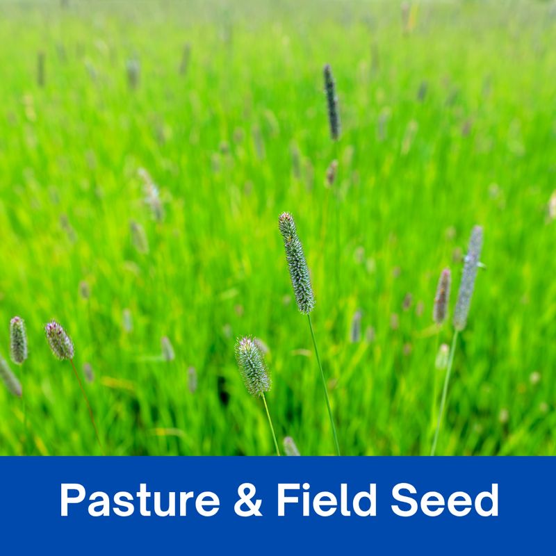 Field Seeds