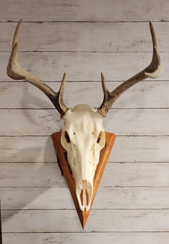 Broadhead Euro mount and stand