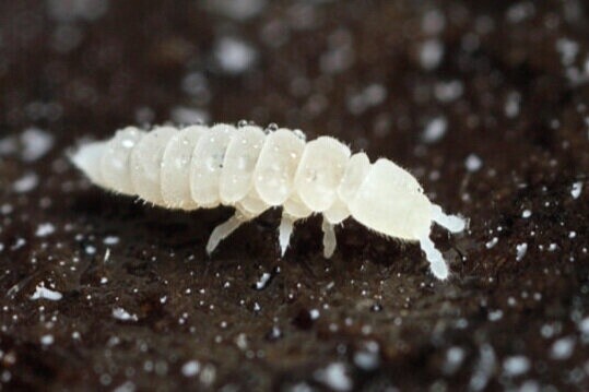 Tpets - White springtails