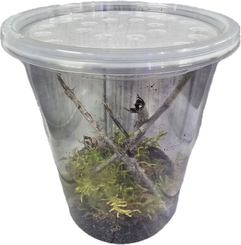 Tpets - Praying Mantis Kit