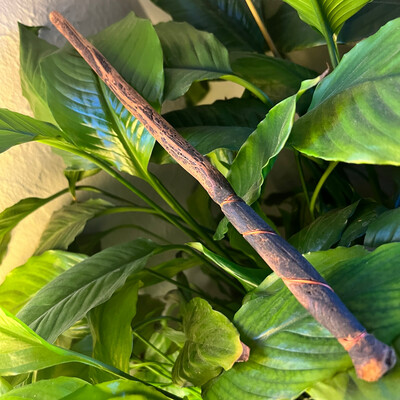 Wander on the Mountain