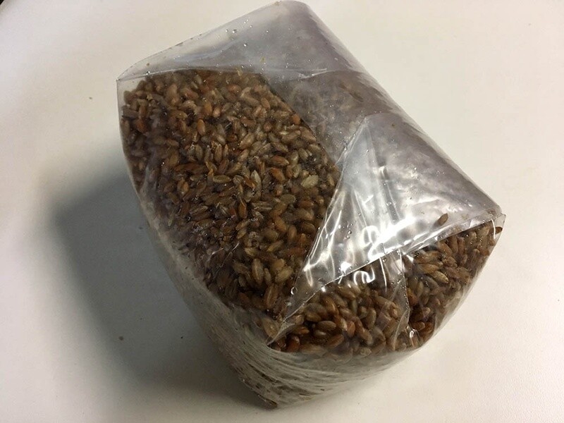 Sterilized Grain - WITHOUT injection port - sterilized, hydrated and ...