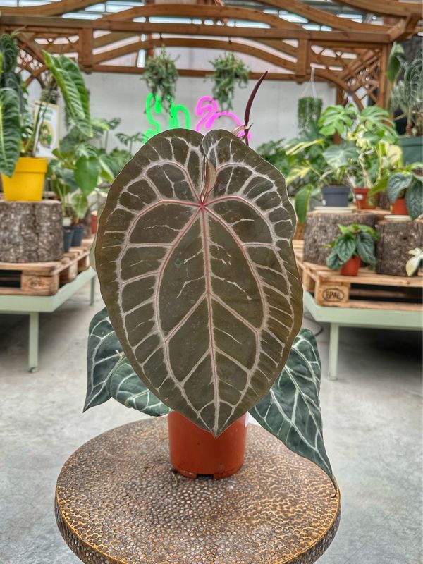 Anthurium Michelle docBlock xxl vaso cm 17