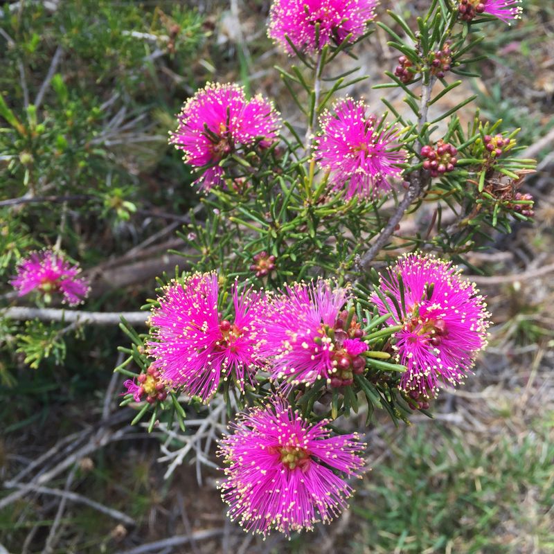 Perth natives bundle | Flowers/habitat Mix 1-3m