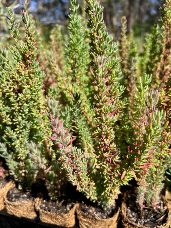 Buy Small leaf bluebush | Maireana brevifolia