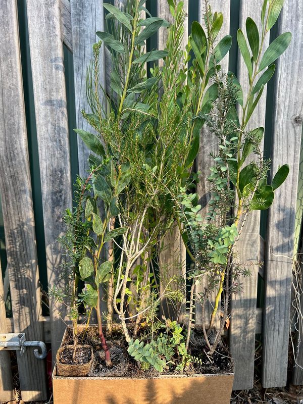 Native Plants