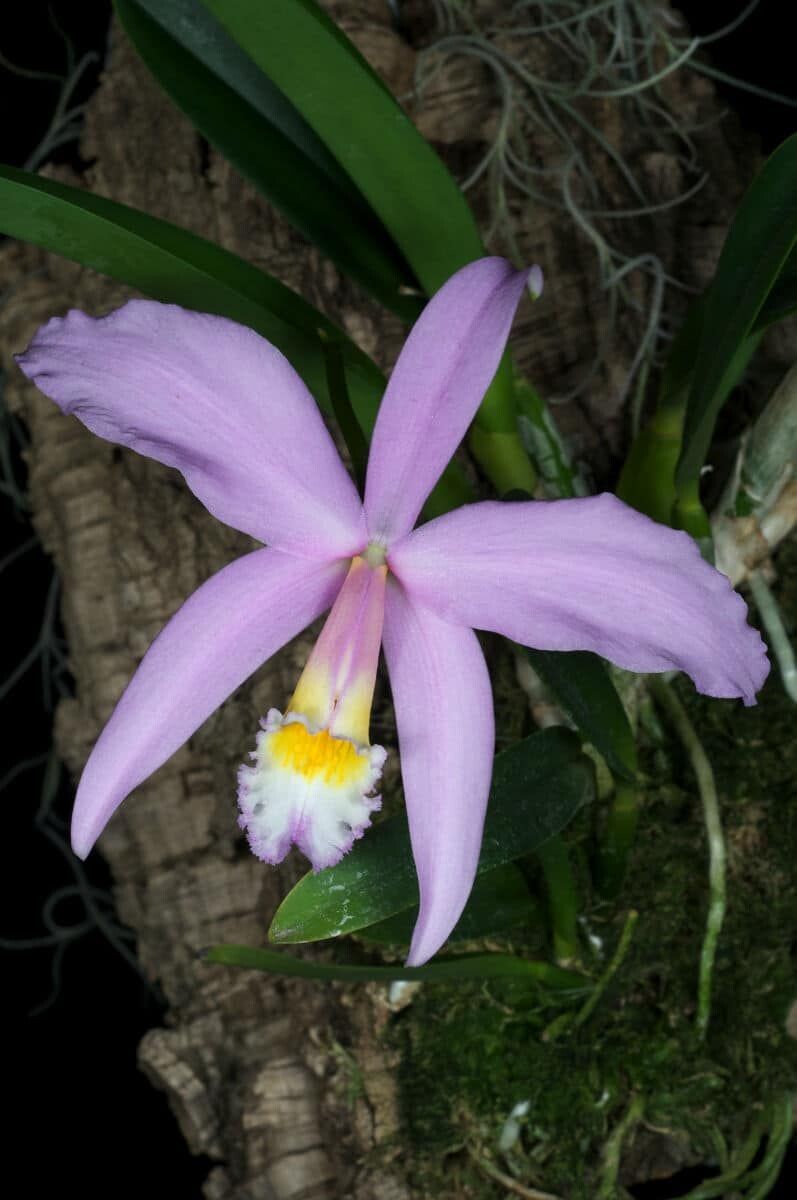 Affiliated Society Memberships