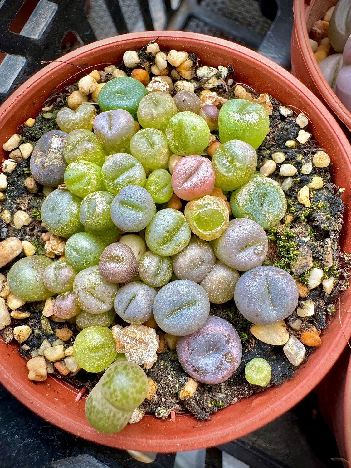 Lithops