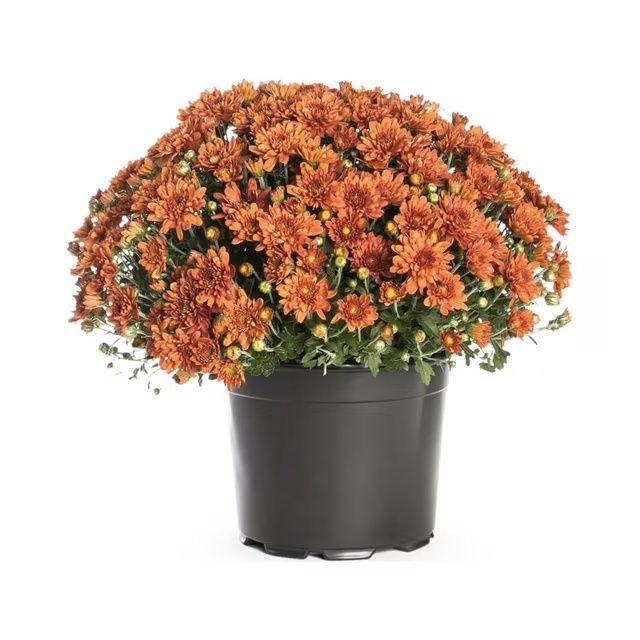 Mums - Small 9 in (Colors Vary)