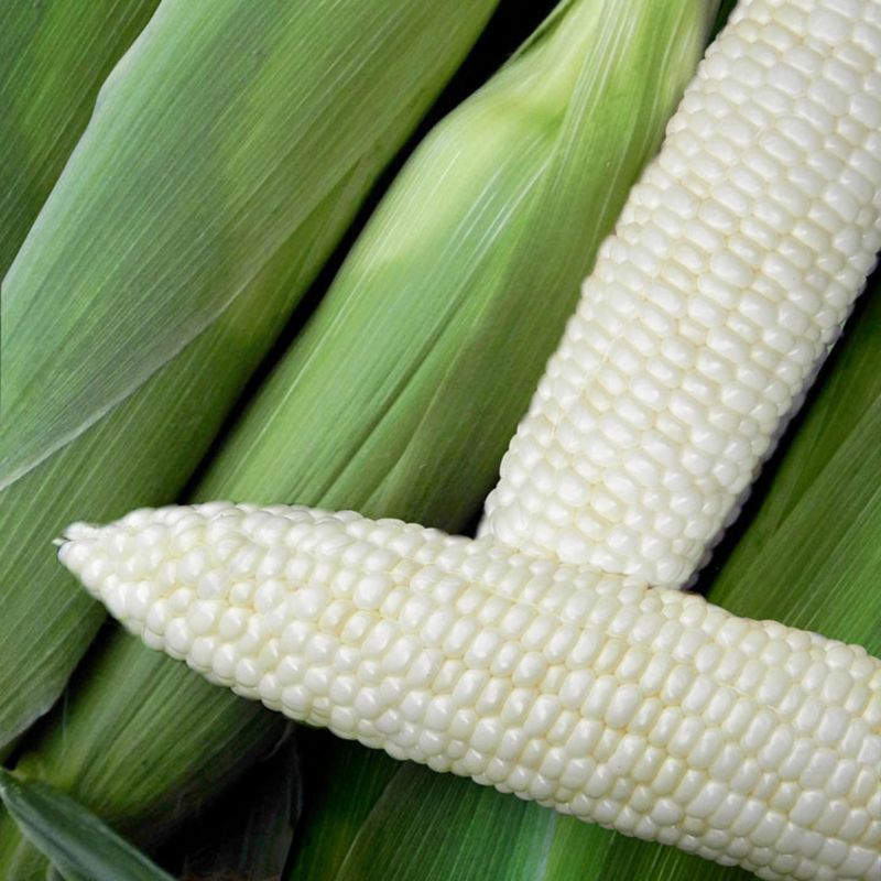 SWEET CORN WHITE ILLUSION 1000 SEEDS