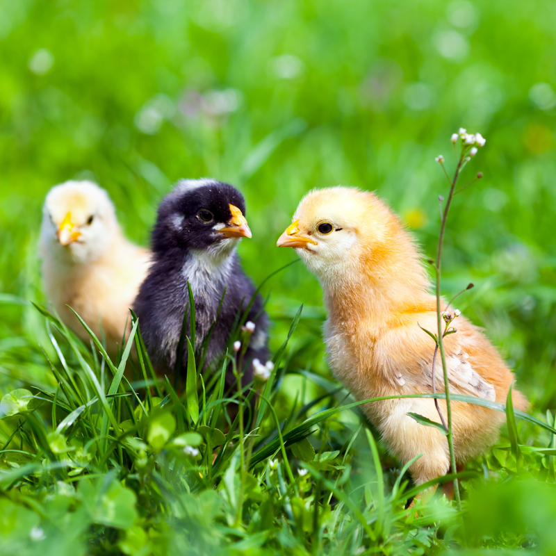 CHICKS