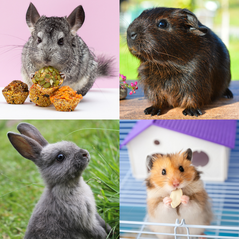 SMALL ANIMAL FEED & SUPPLIES