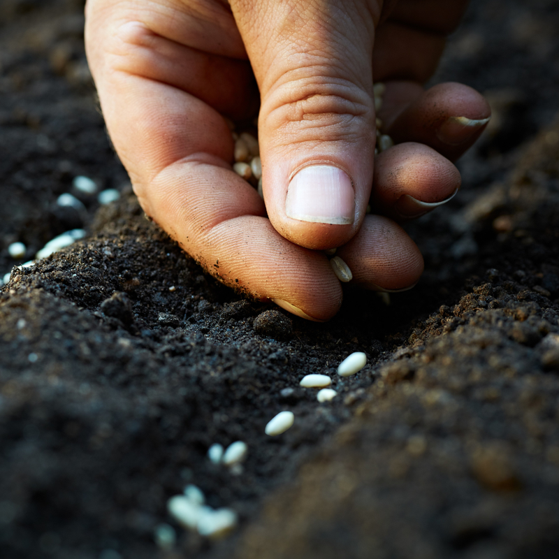 GARDEN SEEDS