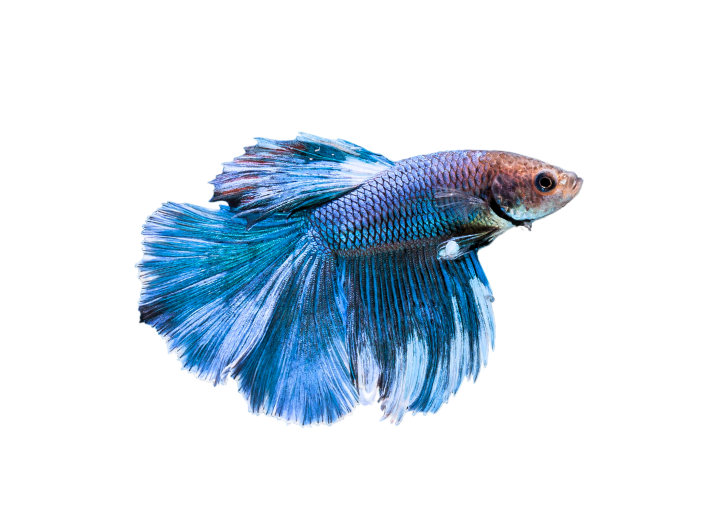 Male - Half-Moon Blue Betta