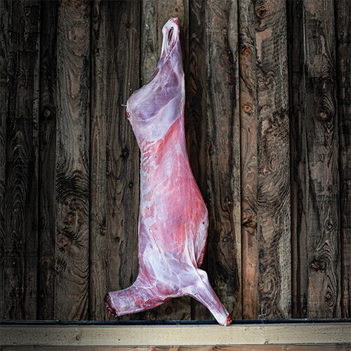 Whole Lamb Carcass