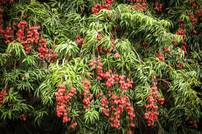 Lychee Trees