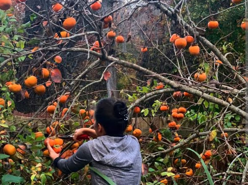 Persimmon Trees