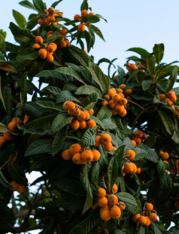Loquat Trees
