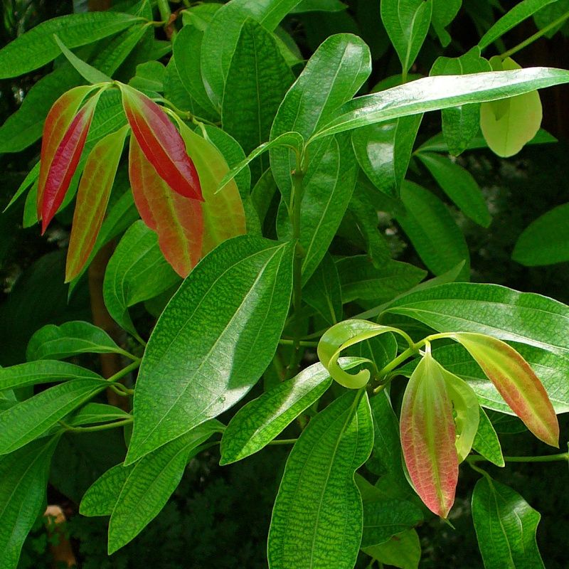 Cinnamon Tree